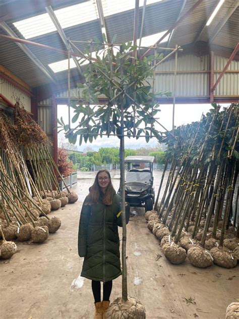Cherry Laurel Pleached Tree — Grasslands Nursery