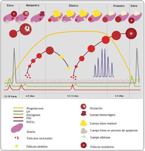 Ciclo Estral Mapa Mental