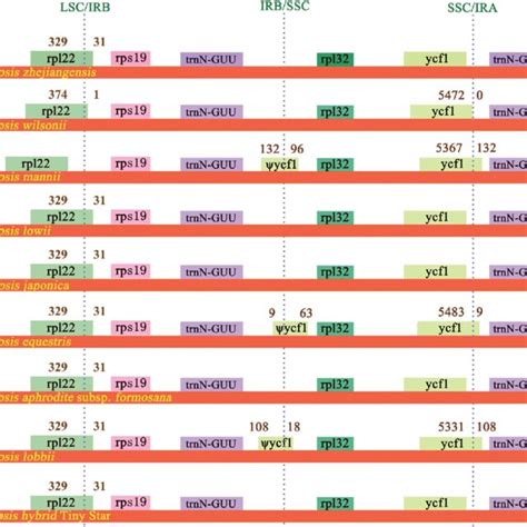 Structural Variations At Inverted Repeat And Single Copy Borders In