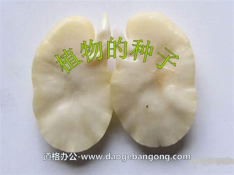 《植物的种子》植物的生长ppt课件 人教版三年级科学下册 免费ppt模版下载 道格办公共享平台