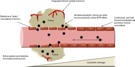 Enhanced Permeability And Retention Epr Effect And Pa Open I
