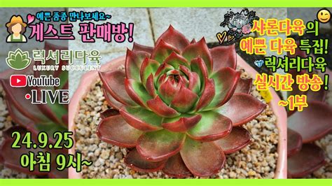 럭셔리다육 게스트방송 🏵샤론다육🏵과 함께하는 럭셔리한 아침 24년 9월 25일 럭셔리다육 다육이 실방에 초대합니다