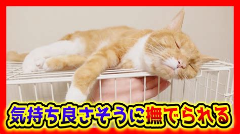 気持ち良さそうにケージの上で全身を撫でられる猫。 Youtube