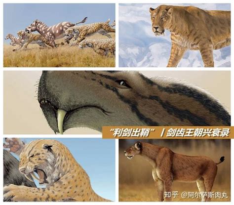 「rise Of Mammals丨兽族崛起 3」 剑齿风云录—锋芒 知乎