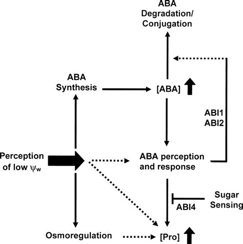 Model Of The Interaction Of Low ψw Aba And Sugar In The Regulation Of Download Scientific