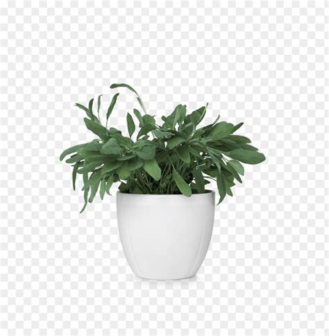 Transparent Flower Pot PNG Transparent With Clear Background ID TOPpng