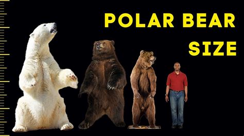 How Big Are Polar Bears Compared To Humans Bear Vs Human A Comparative