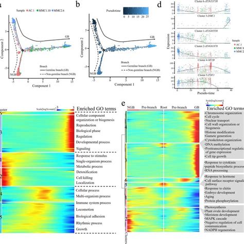 Reconstruction Of The Differentiation Trajectory In A Pseudotime Download Scientific Diagram