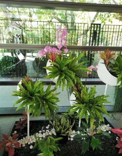 极其耐阴的几种观赏蕨类植物，知道几个小妙招，避免叶黄干尖养护