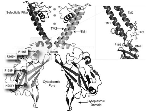Atomic Resolution Model Of Romk Two Of Four Subunits Are Shown For Download Scientific Diagram