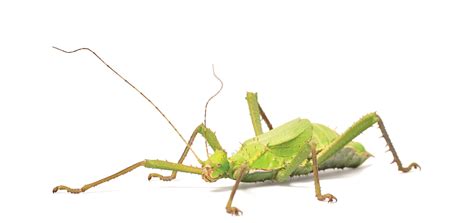These Insects Are Masters Of Disguise—even Before Hatching