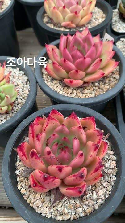 💥금다육이vs 창다육 색감 사탕금 립스틱 블링핑크 💕조아다육농장 010 6252 5061 Youtube