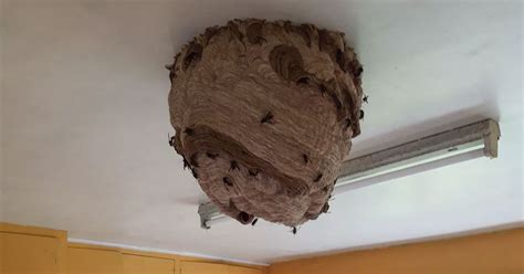 Large Asian Hornet Nests Found In Abandoned House Promoting Fresh