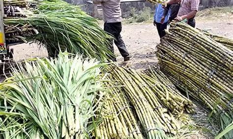 Area Under Sugarcane Cultivation In Dharmapuri District To Be Increased