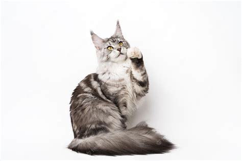 Gato Maine Coon Sentado Con Una Pata Levantada Y Mirando Hacia Arriba