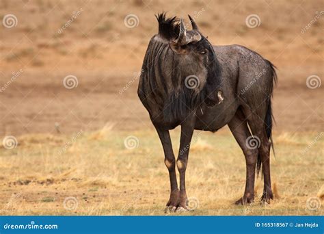 A Blue Wildebeest Connochaetes Taurinus Calmly Staying In Dry Grassland