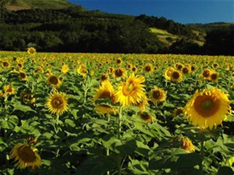 G Custo mais alto faz produtores de girassol de MT reduzirem área notícias em Agro Debate