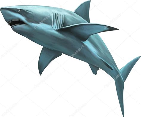 큰 회색 암초 상어 입과 치아를 보여주는 — 스톡 벡터 © Yuliaavgust 37555563