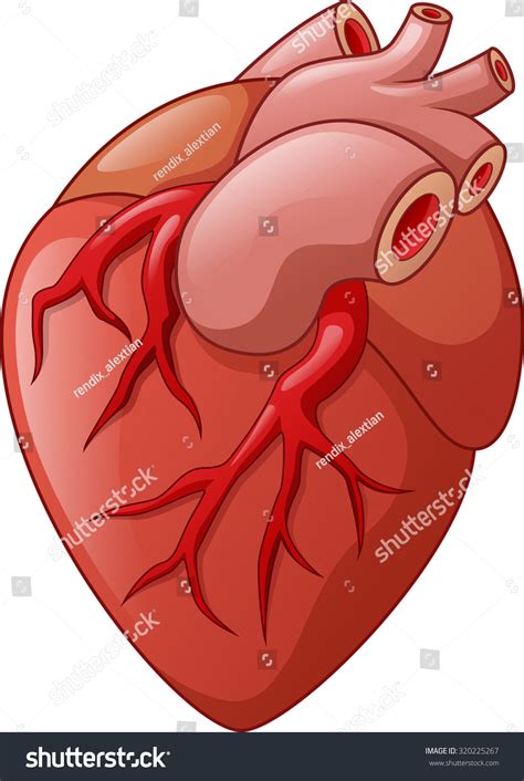 Human Heart Cartoon Illustration 320225267 Shutterstock