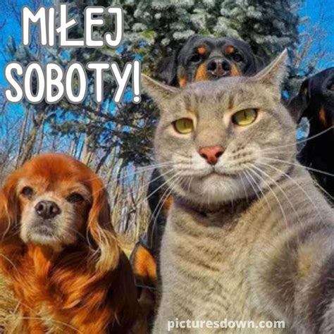 Miłej soboty śmieszne obrazek selfie picturesdown