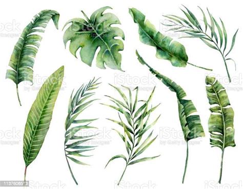 열 대 야자수 잎 수채화 세트입니다 손으로 그린 자연 그림 코코넛 바나나 몬스 테라 나뭇잎 흰색 배경에 고립 된 디자인 인쇄 현실적인 섬세 한 식물 수채화에 대한 스톡 벡터