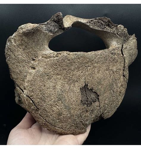Fossils For Sale Fossils Woolly Mammoth Vertebra From The