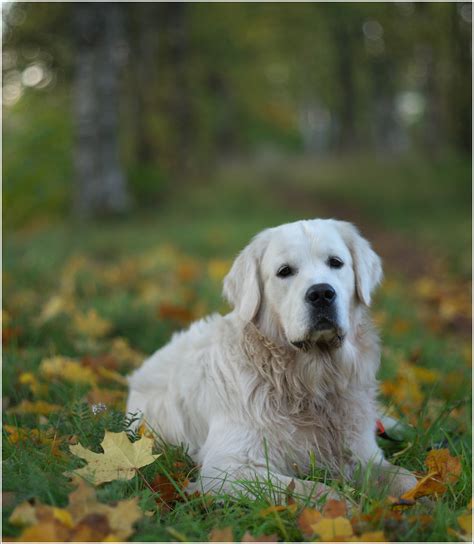 Снежок Mamiya Secor C 1 1 9 F 80mm Kolobob Flickr