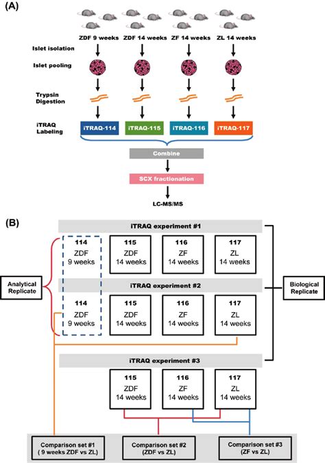 Quantitative Itraq Proteomics Approach A Sample Preparation Of The