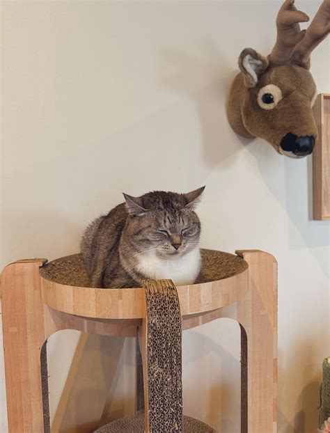 ココニャ猫写真集、発売中！さんの人気画像 ついふぁん！