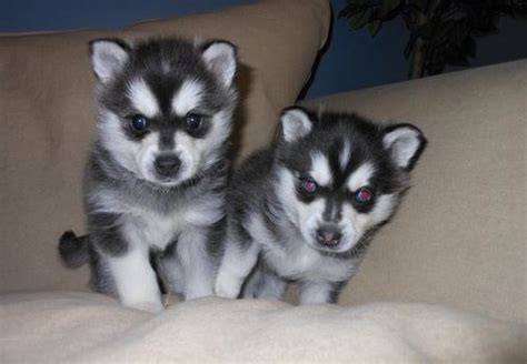 Alaskan Klee Kai Info Temperament Puppies Care Pictures