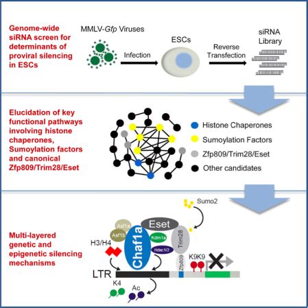 RNA Seq Analysis Confirms Small Interfering RNA SiRNA Screen Results RNA Seq Blog