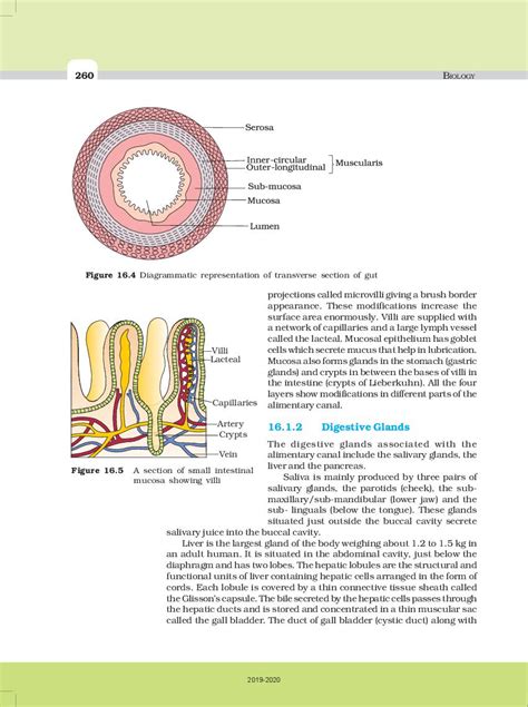 NCERT Book Class Biology Chapter Excretory Products And Their Elimination PDF AglaSem