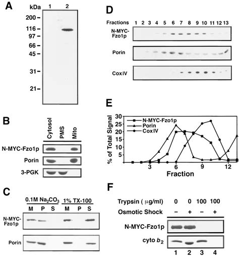 Fzo1p Is A Mitochondrial Integral Membrane Protein With Its Gtpase