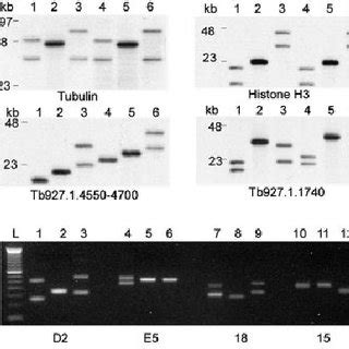 Repeated DNA Length Polymorphism Within And Between Cloned Stocks Of Download Scientific