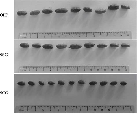 Figure 1 From The P2y1 Receptor In The Colonic Submucosa Of Rats And