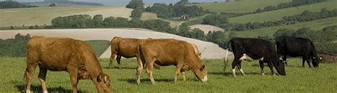 Advice On Cattle Turnout Parasite Control Treatment Elanco