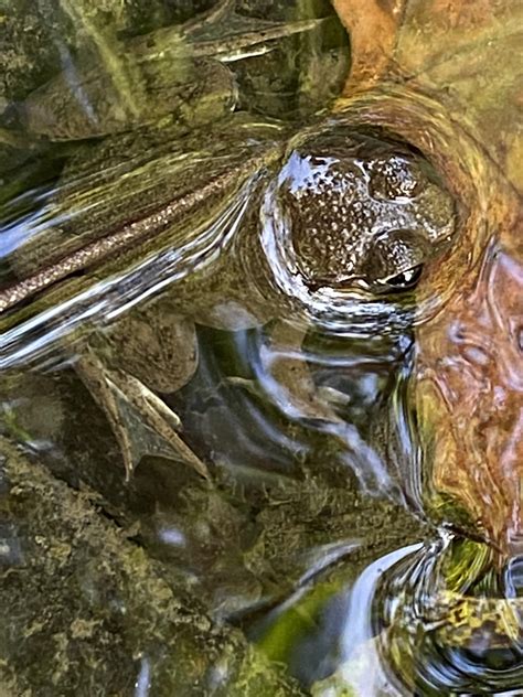 Frog Chillin In A River Scrolller