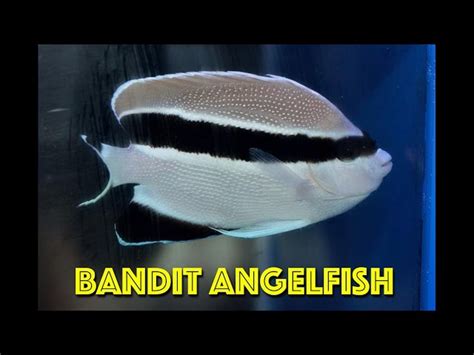 Bandit Angelfish