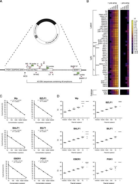 Validation Of The 4848 Dynamic Array Rt Qpcr Assays For Ebv