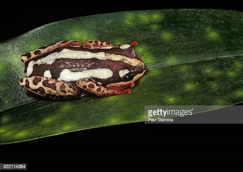 Hyperolius Photos And Premium High Res Pictures Getty Images