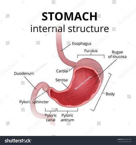 Nursing Anatomy And Physiology Hindi Bsc Nursing Pt