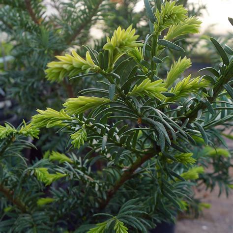 Питомник растений Владимира Овчинникова