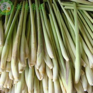 新鲜香茅草图片 鱿鱼不新鲜和新鲜图片 新鲜鸭蛋图片 第2页 大山谷图库