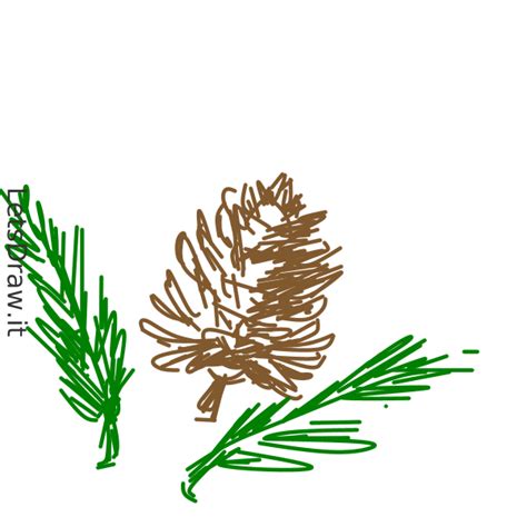 How To Draw Pine Cone Dwq Bjjxb Png LetsDrawIt