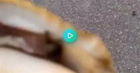 A Cute Lil Conch Album On Imgur