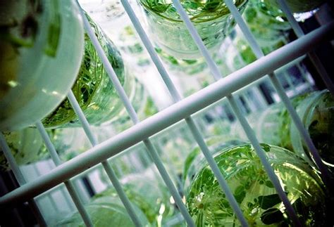 Out Of This World Plant Research Seed World