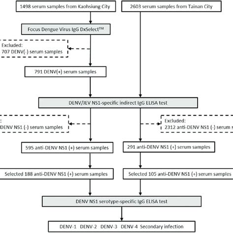 Flowchart Of The Transmission Of Dengue Virus Transmission Between