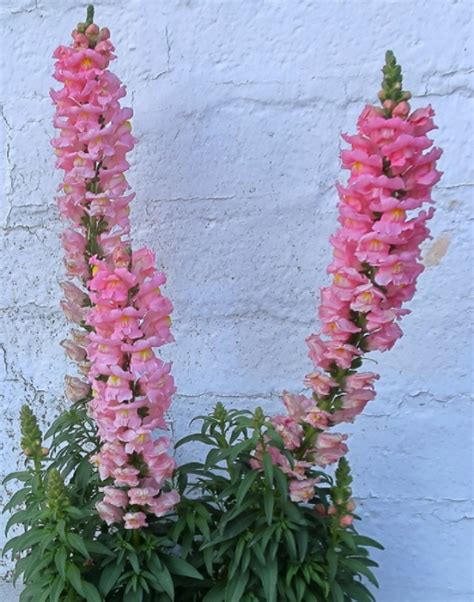 Snapdragon Antirrhinum Majus Growing And Care Guide For Gardeners