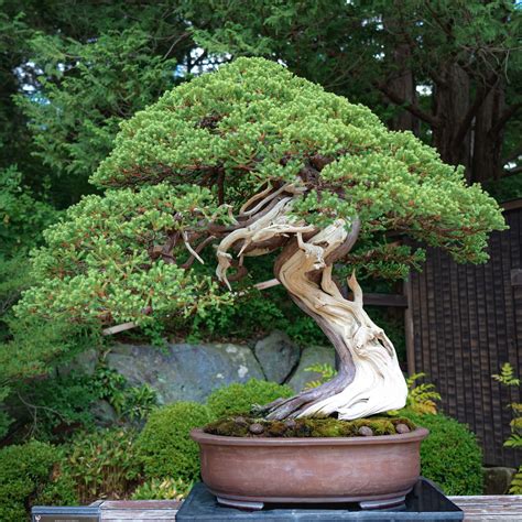 Bonsai Pret Mic At Lucy Doak Blog