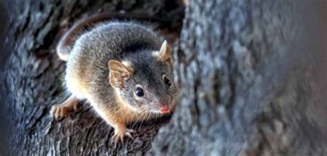 चूहों की वो प्रजाति जिसके नर 2 3 हफ्ते लगातार संबंध बनाकर देते हैं